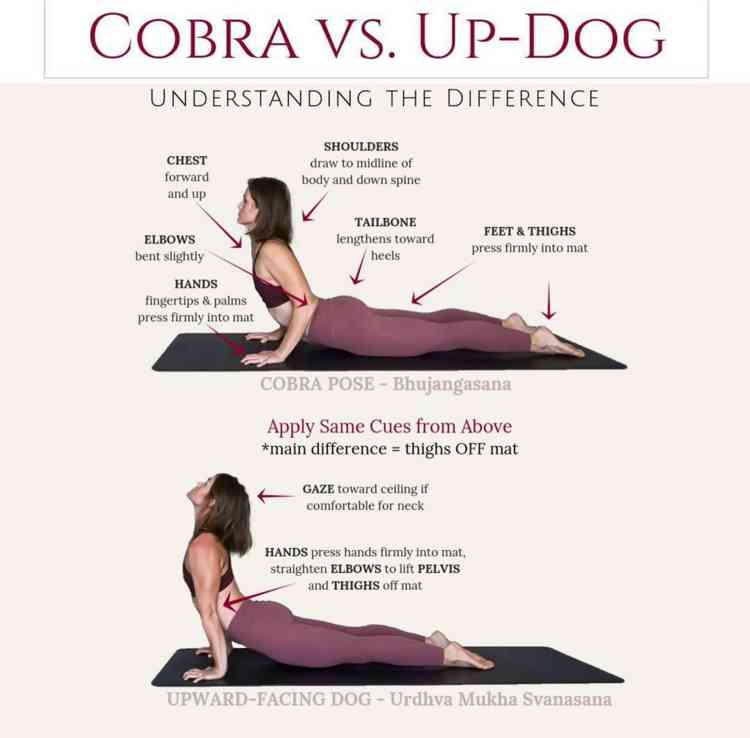 Cobra pose vs Upward facing dog | General Wellness